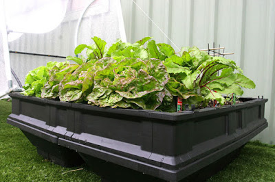 Going Grey and Slightly Green: Have you heard of a Vegepod?