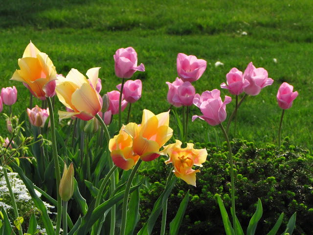 Life In Robin's Nest: Spring Glory