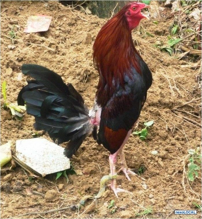 Mi Pación y Mi Afición.: LO MAS ACTUAL SOBRE LOS GALLOS,MANEJO ...