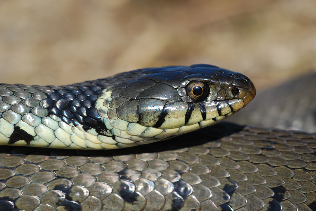 Yorkshire Field Herping and Wildlife Photography: September 2012