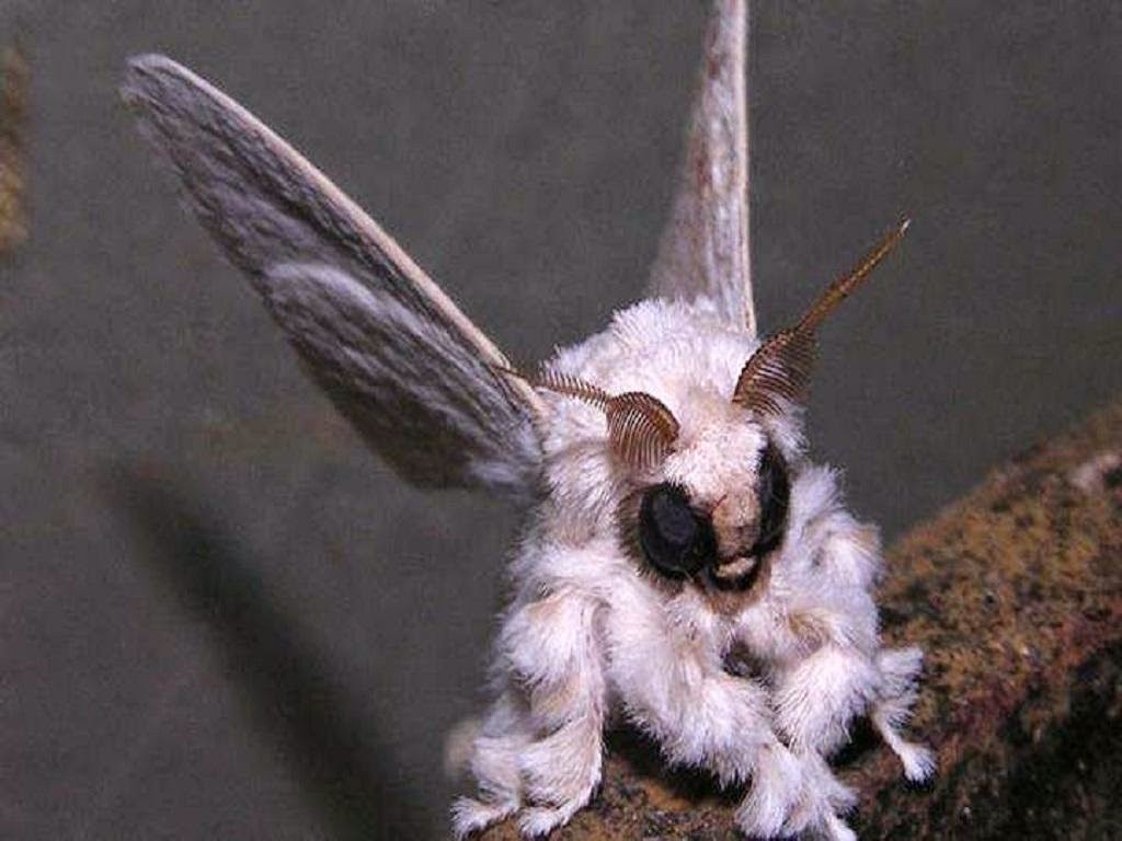 VENEZUELAN POODLE MOTH photos - wallpapers | the fun bank