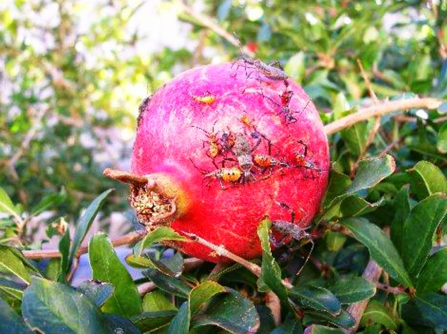 Xtremehorticulture of the Desert: My Pomegranate Has Those Little Red Bugs