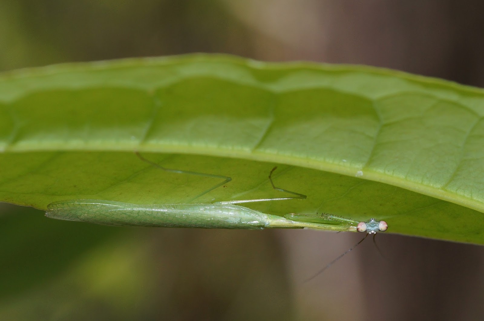 Animal Camouflage: Praying Mantis