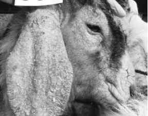 PENYAKIT SCABIES PADA TERNAK - Ilmu Ternak