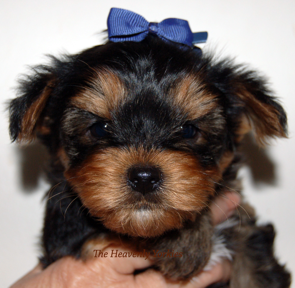 The Heavenly Yorkies: Puppies 6 Weeks Pics
