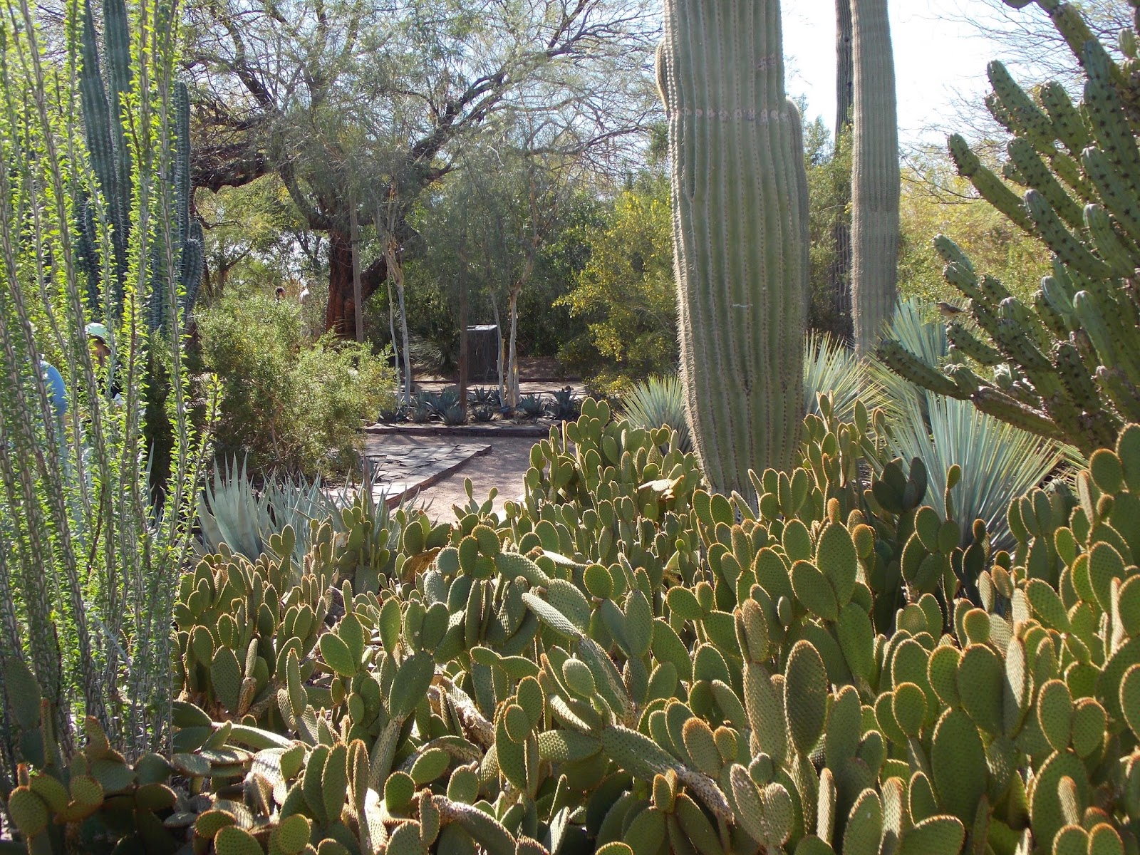 A Walk Trough The Gardens {Arizona Botanical Gardens}