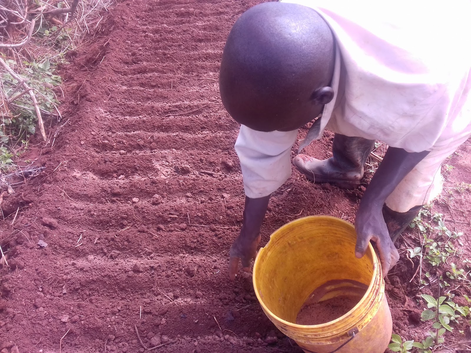 KILIMO BORA CHA MCHICHA KIBIASHARA - NORTAN