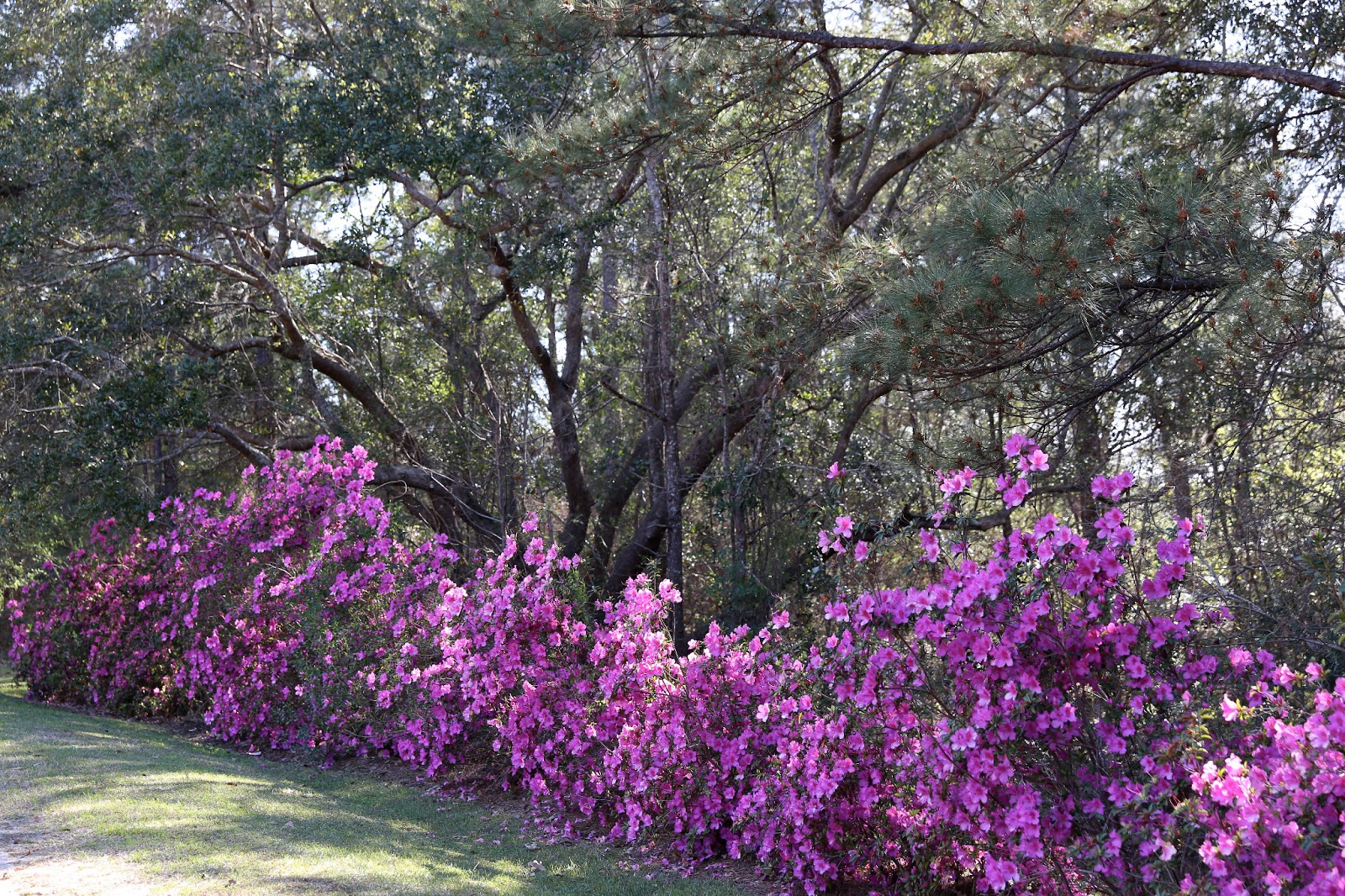 Sweet Southern Days: More Springtime Azaleas