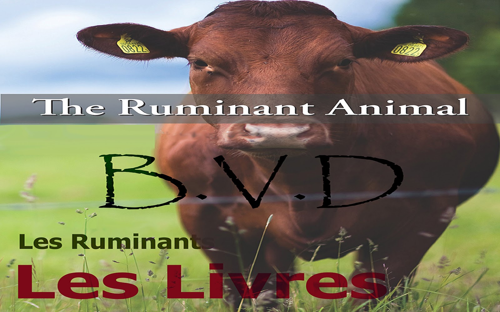 Les ruminants - Best veterinary Doctor