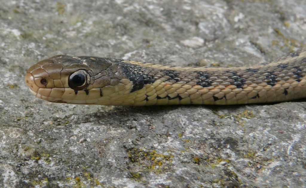 Ohio Birds and Biodiversity: Gartersnake