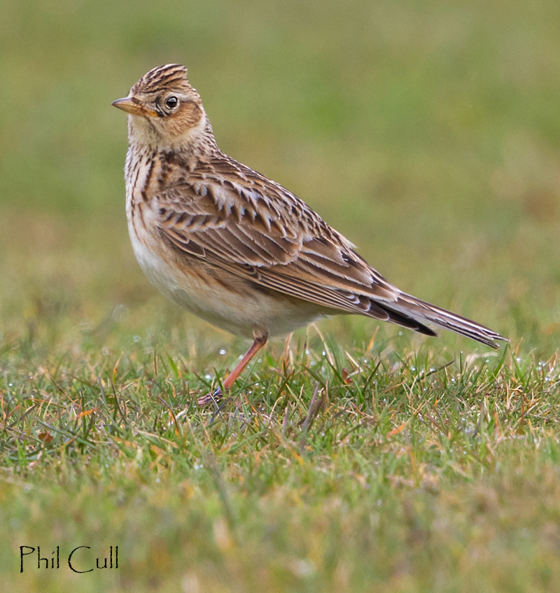 Phil Cull Wildlife Photography: April 2016 The beautiful Sky Lark. UK