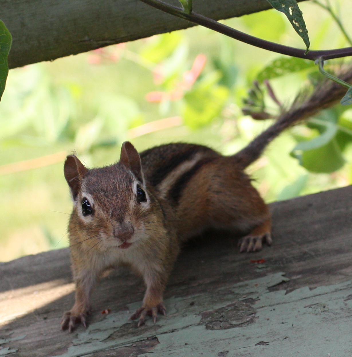 Joey the baby Chipmunk