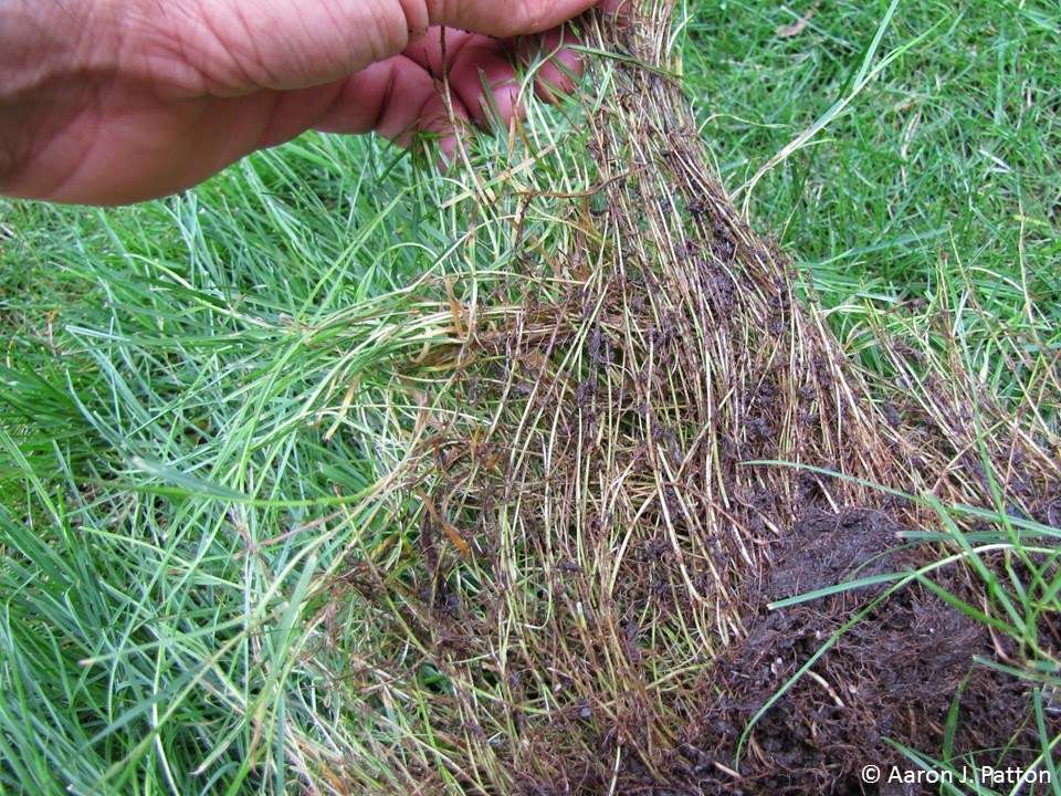 Purdue Turf Tips: Weed of the Month for November 2014 is Roughstalk ...