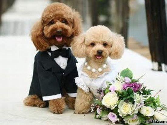 Funny Animals: Funny Dogs Marriage, Cute Lovely Dogs Marriage