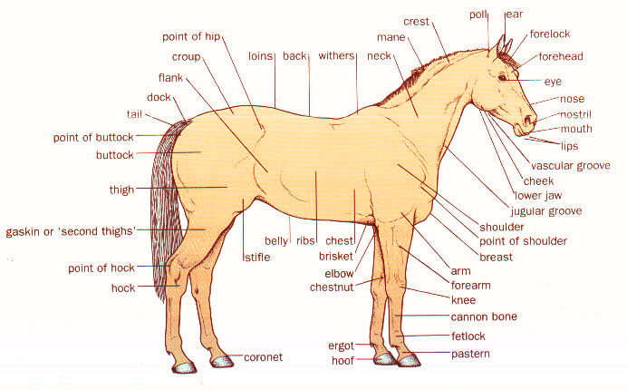 The World of Horses: Parts of the horse