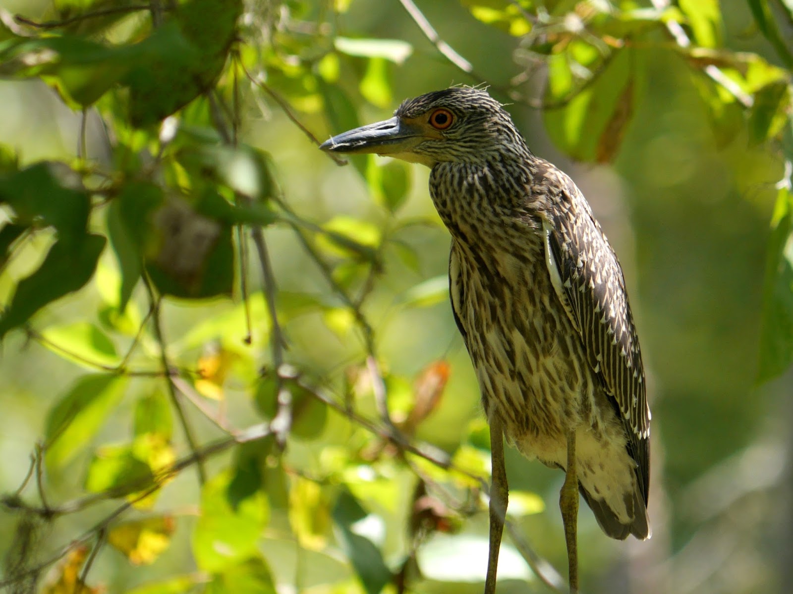 See Jane Bird. Bird, Jane, Bird.