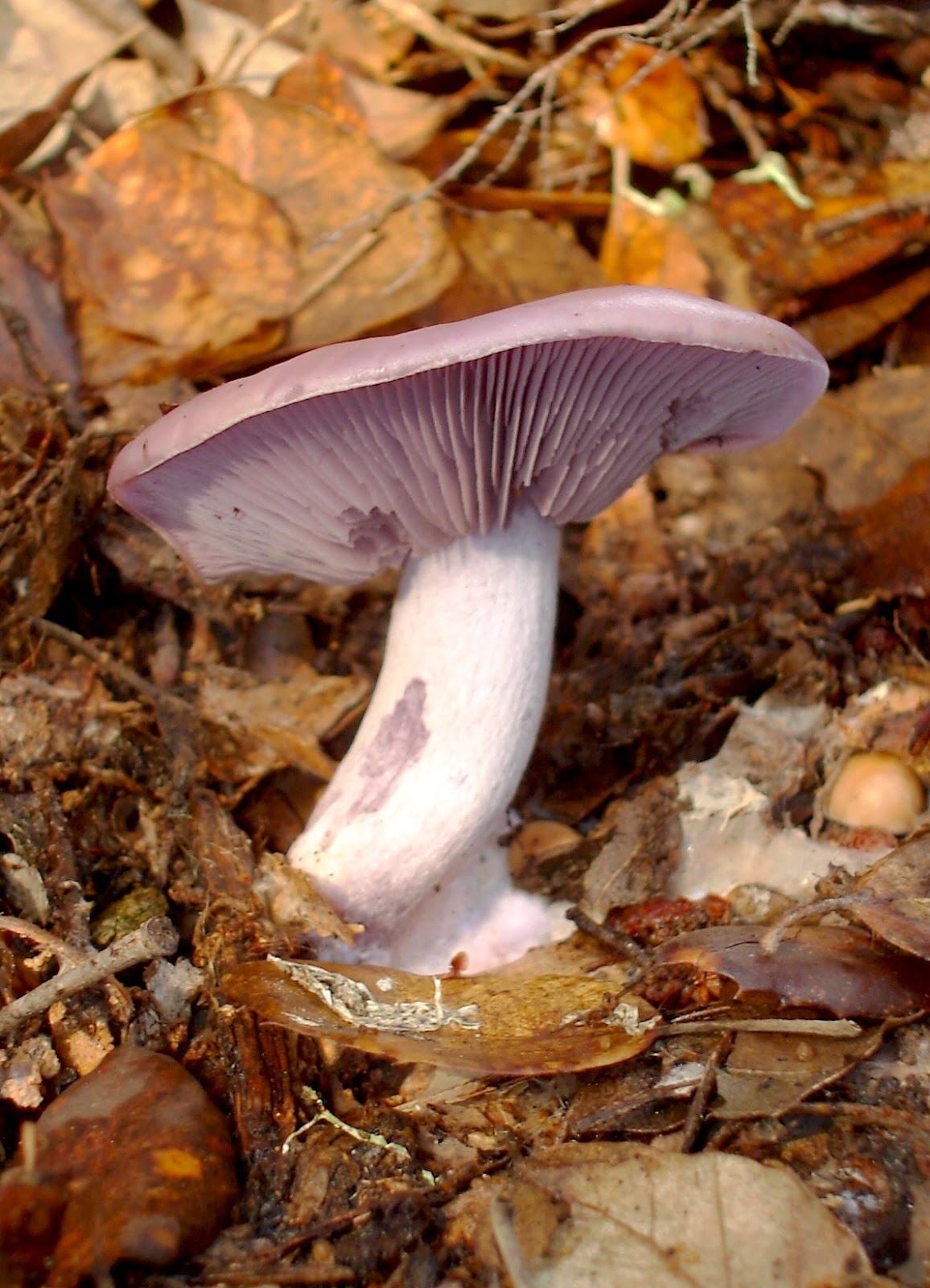 Setas de Andalucía: Lepista Nuda y Lepista Personata. Pie Azul y Pie ...