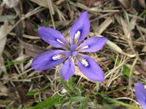 World of Irises: August 2013