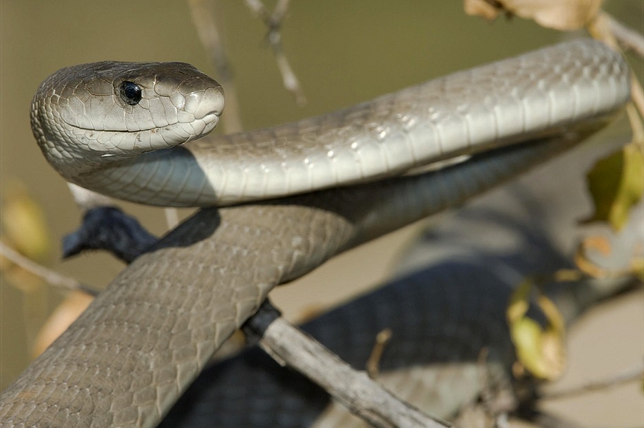 THE ANIMAL WILDLIFE: ULAR BLACK MAMBA