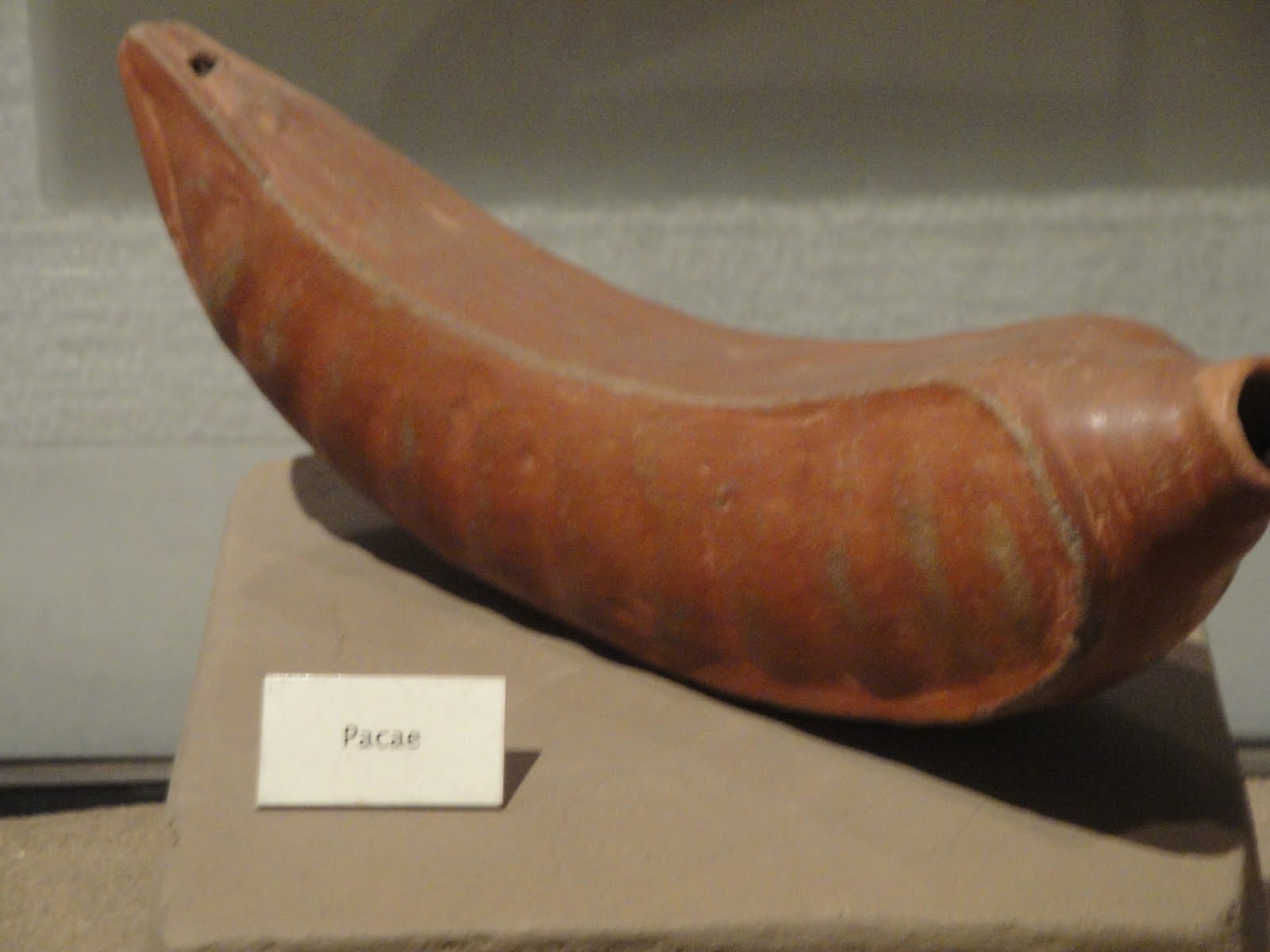 Alimentación de los primeros peruanos: El pacae, un alimento de la Amazonía