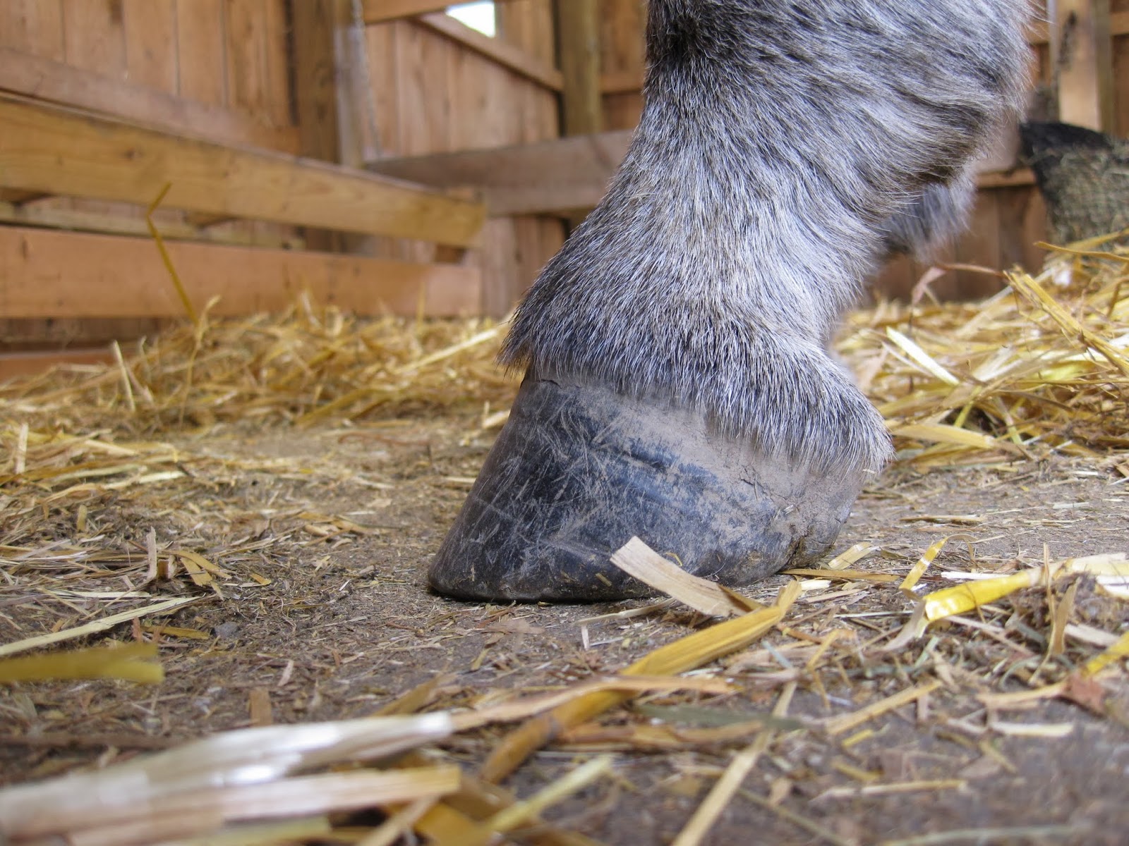 The Dancing Donkey: Donkey Feet - Emma