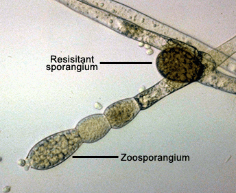 OH93 Independent study on FUNGI: Chytrids
