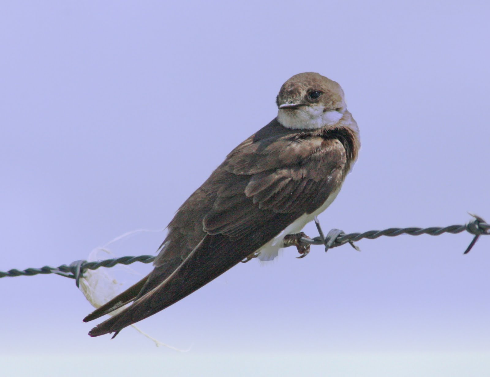 A life at the shoreline. .. by Jeff Copner : Sand Martin perching