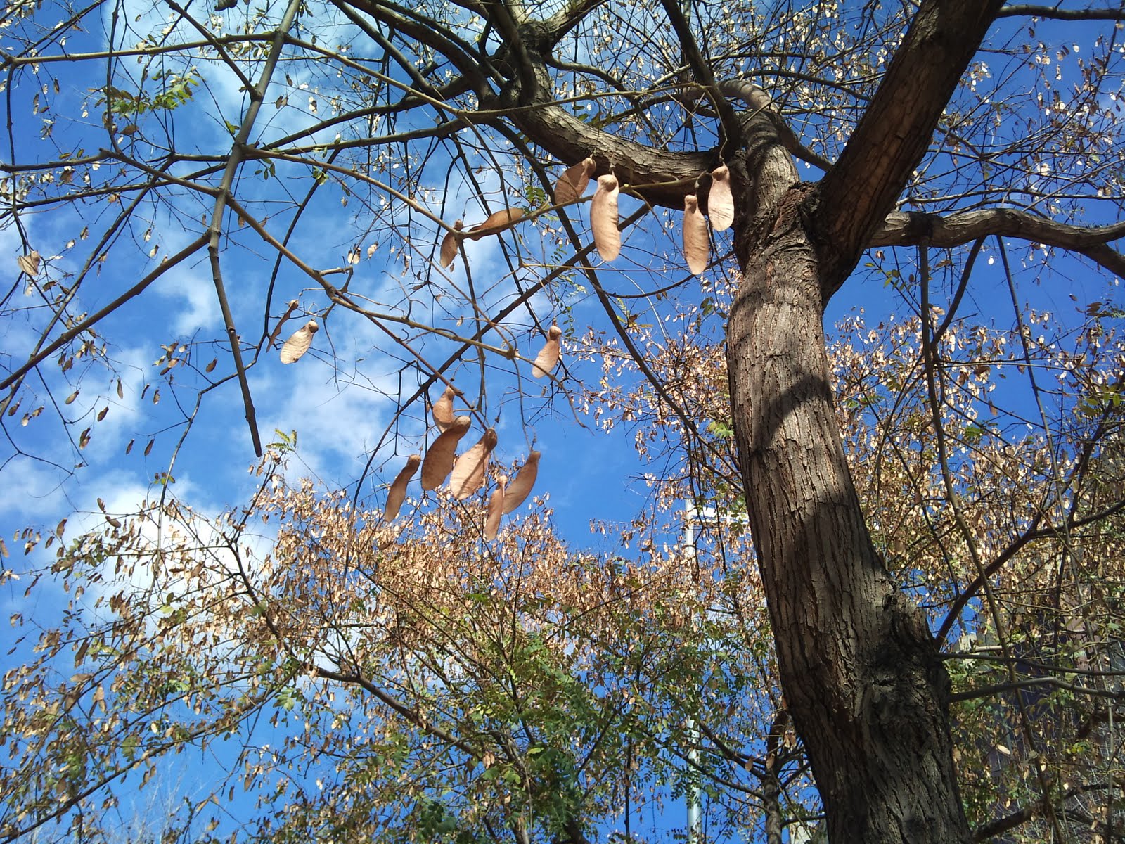 Árboles con alma: Palo Rosa. Acacia de flor amarilla. (Tipuana tipu)