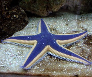 Royal Starfish | Animals Library