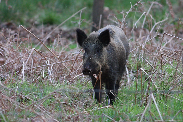 Peter Moore's Wildlife Blog: Where to watch...Wild Boar
