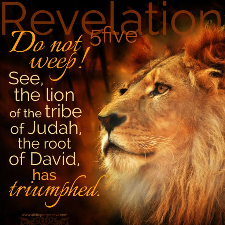 Tammy's Notes: The Lion of the Tribe of Judah