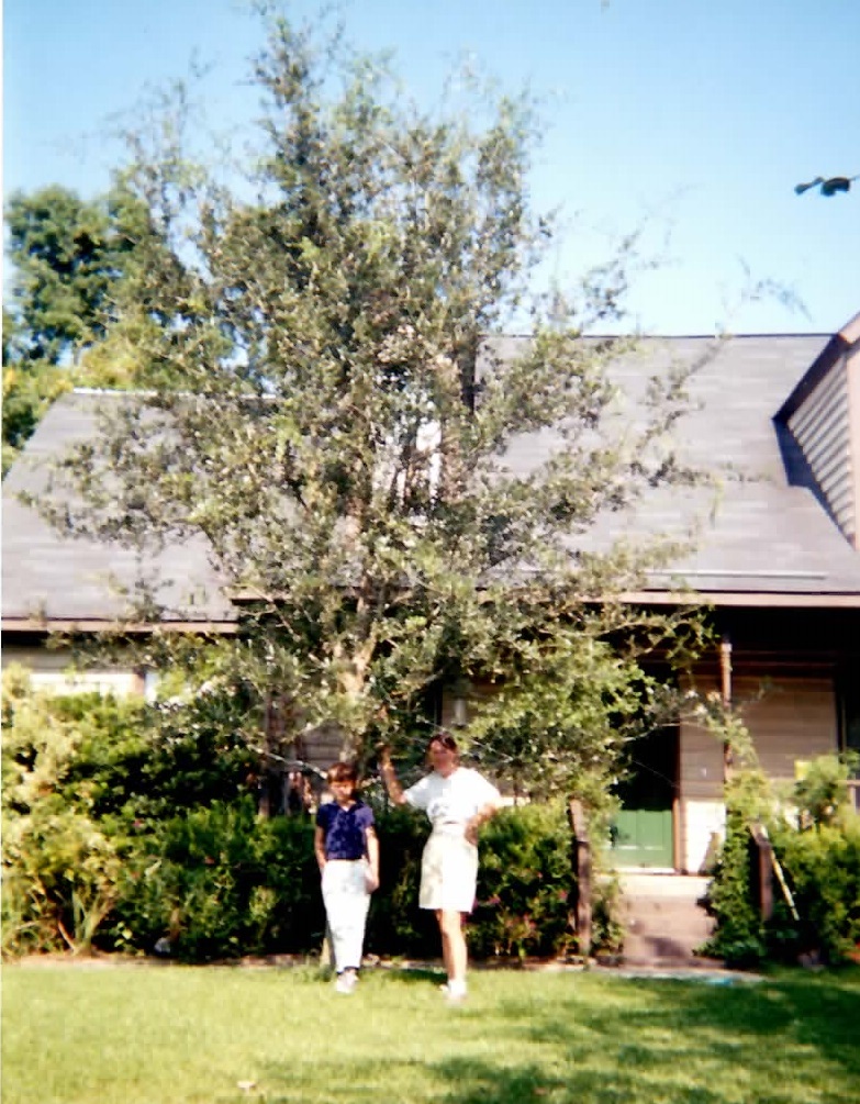 Mayor's Corner: What is a Grand Tree?