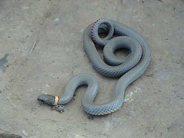 Ringneck Snake