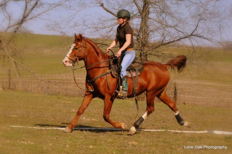 Drinkers of the Wind - Desert Bred Arabians