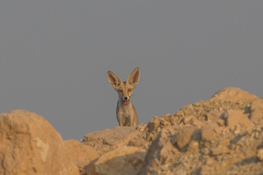 Birds of Saudi Arabia: Male Arabian Red Fox – Dhahran Hills