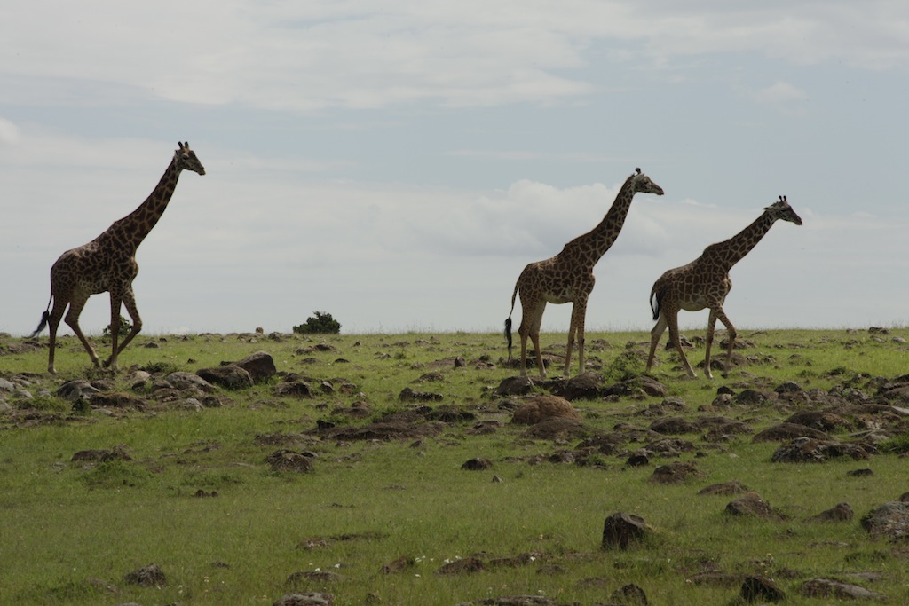 africa blog: AH, THE MARA