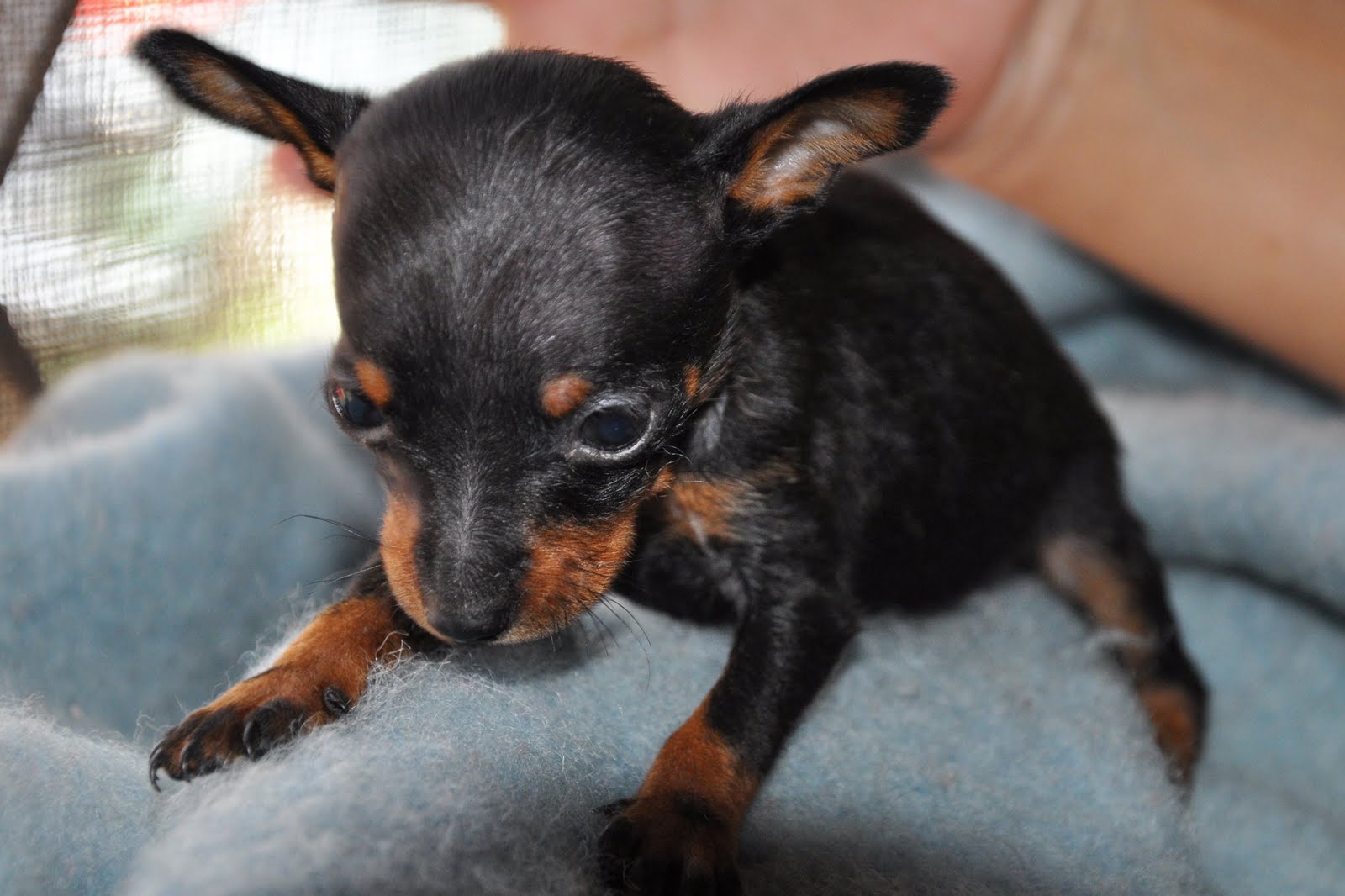 Criadero Familiar MaNuni Pinscher (Tout-Petits): PINSCHER MINIATURA