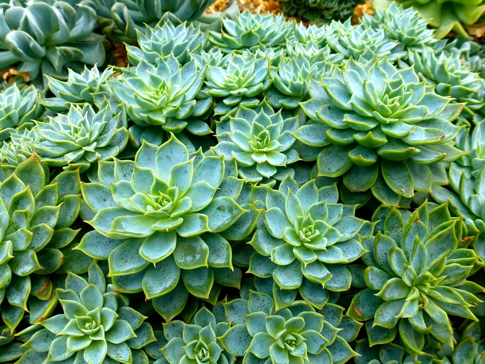 Kaktus-Kaktus Yang Menarik |MyRokan