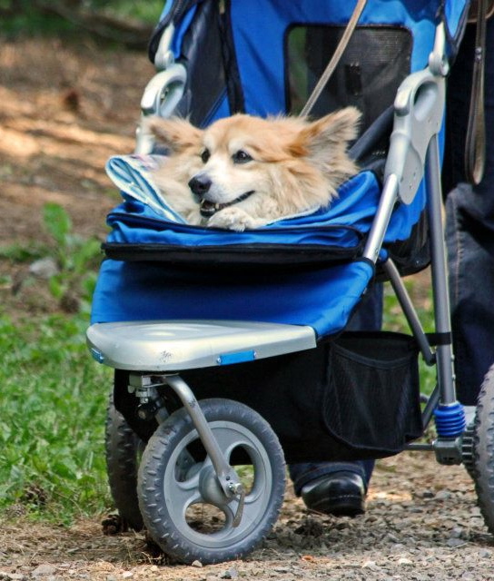 Llyr a Welsh Corgi with DM: Llyr's final journey with Degenerative ...