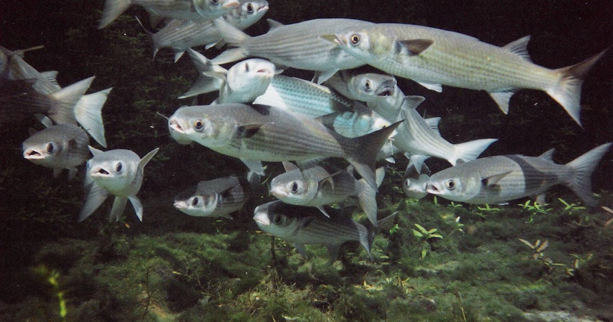 Osmoregulasi Pada Ikan Anadromous | TauOgi'E