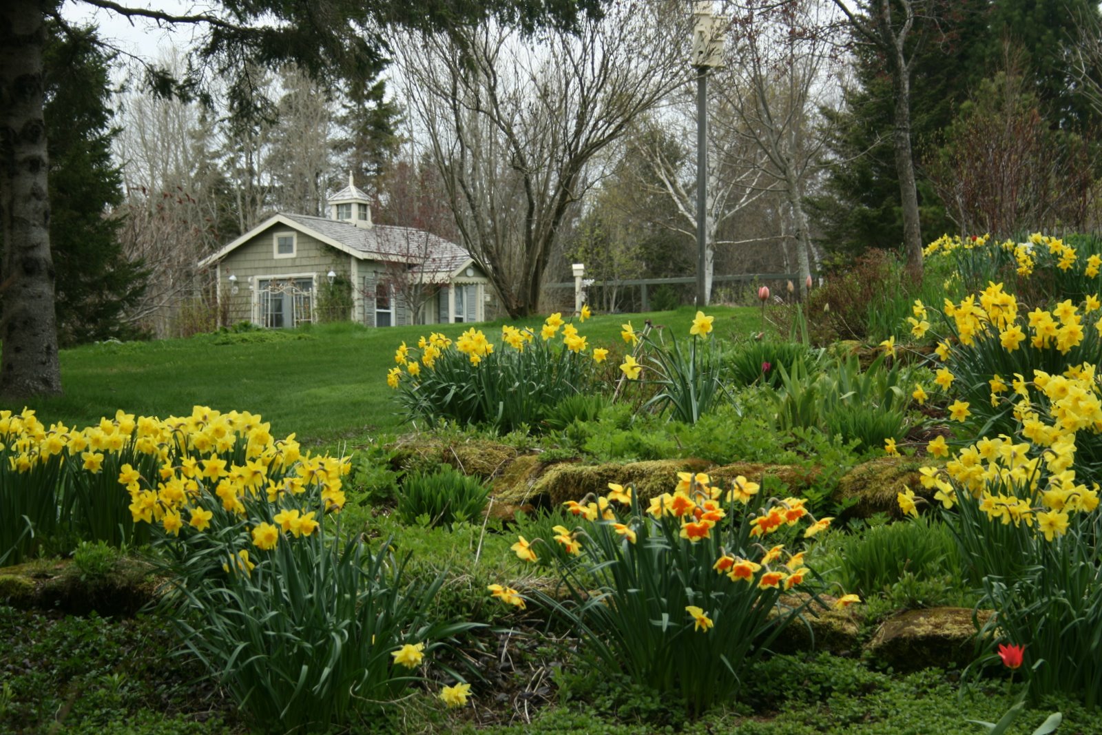 Aiken House & Gardens: Oh! My Daffodils!