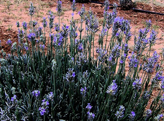 Greens Keeper Landscape Maintenance, LLC: Arizona Winter Plantings