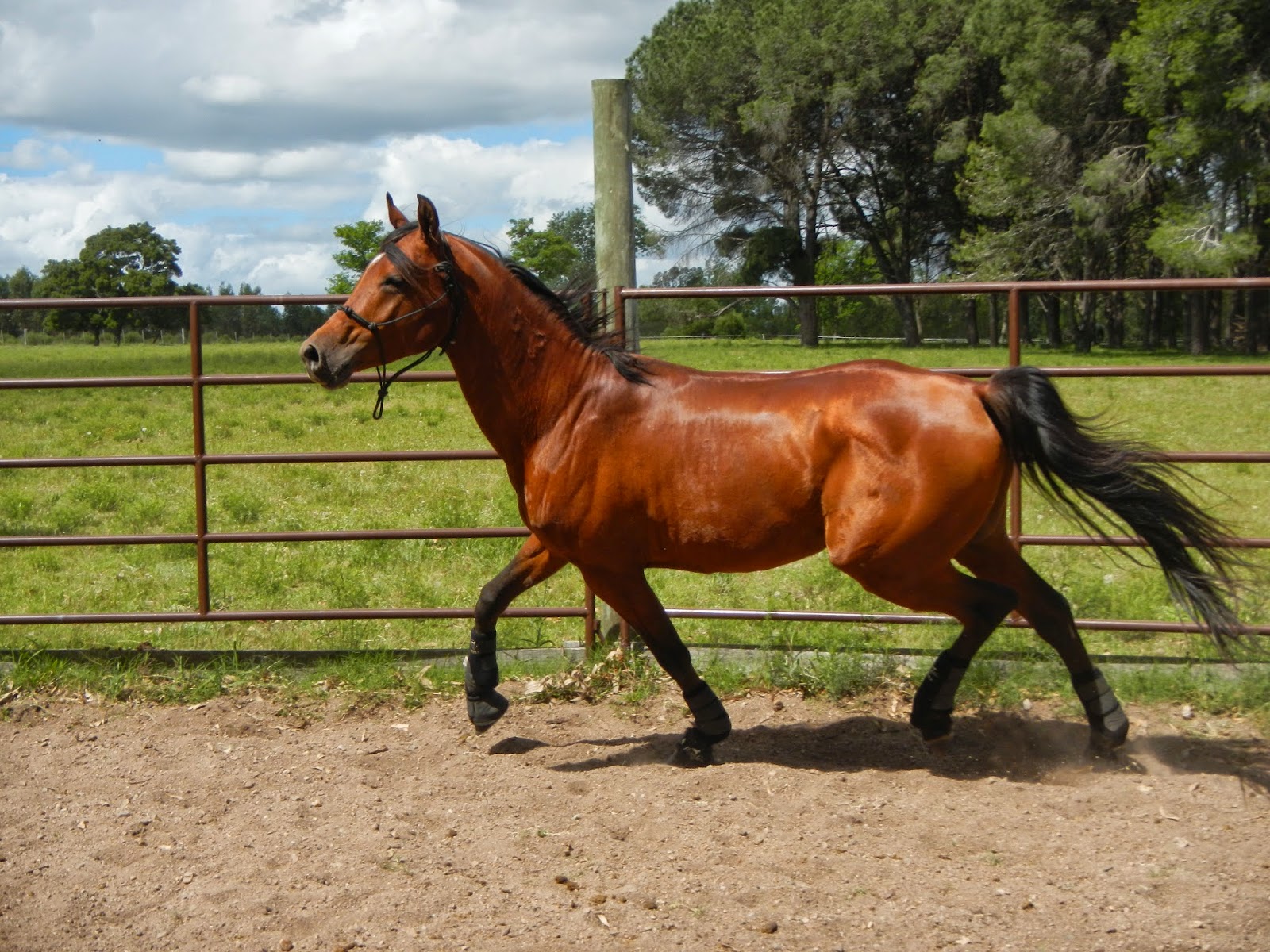 Manejo Integral del Caballo: Curso de Doma Natural