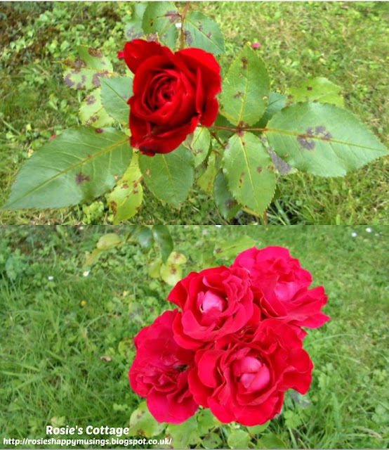 Rosie's Cottage: Picture Perfect Project: August: Roses, Roses, Everywhere!