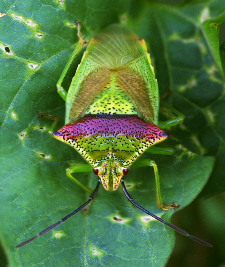 Wildeep's Illuminations: Hawthorn Shield Bug