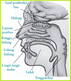 Bagian-bagian, Fungsi Dan Urutan Proses Membau Pada Hidung Disertai ...