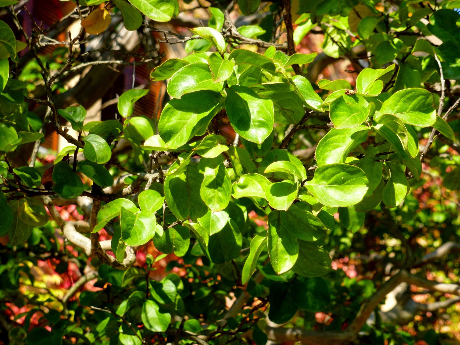 Árboles con alma: Arbol de Júpiter. (Lagerstroemia índica)