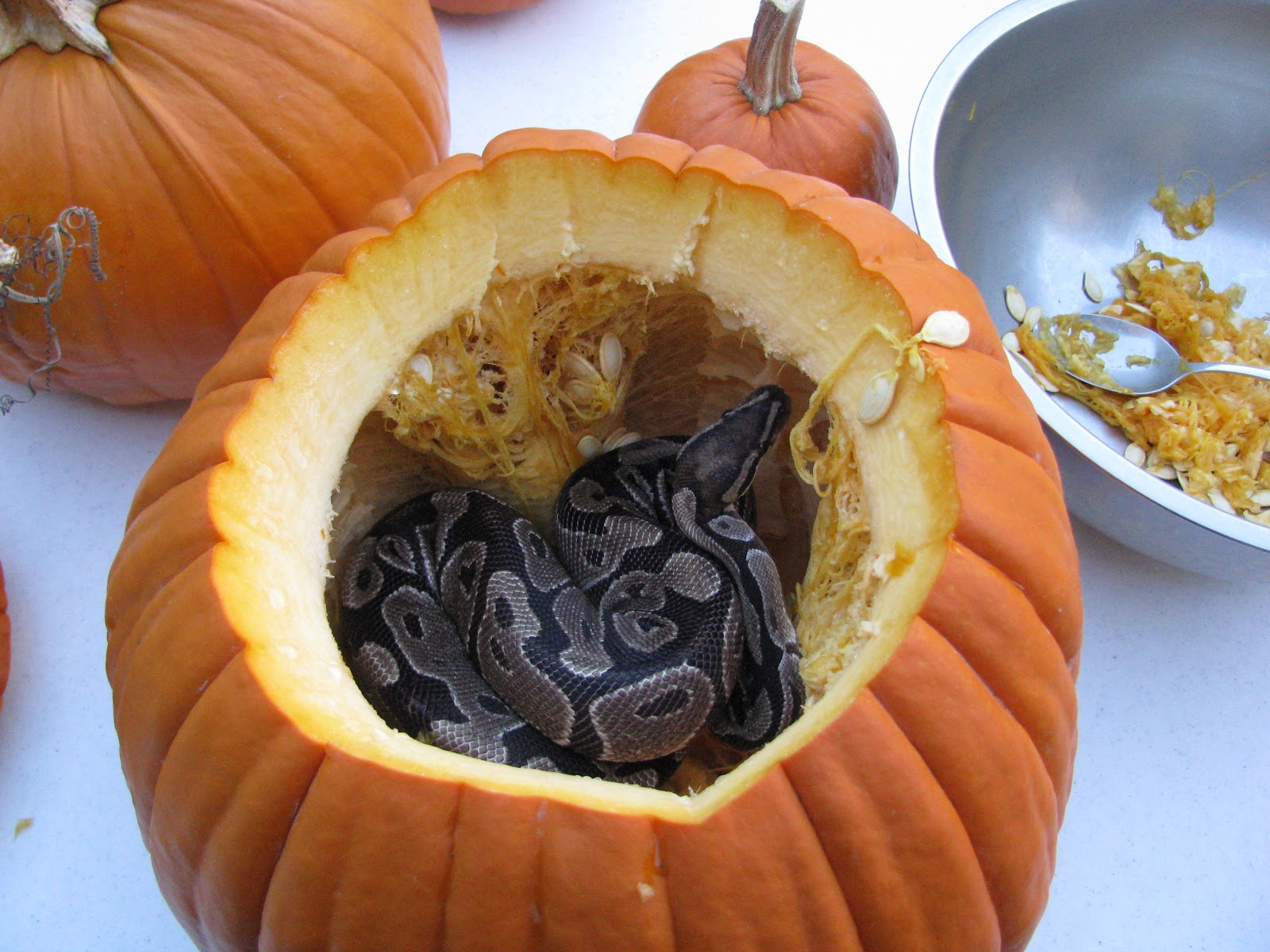 Cathedrals and Crocodiles: Put her in a pumpkin shell