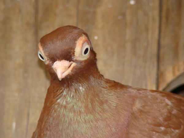 Hungarian Short-Beak | BD PIGEONS