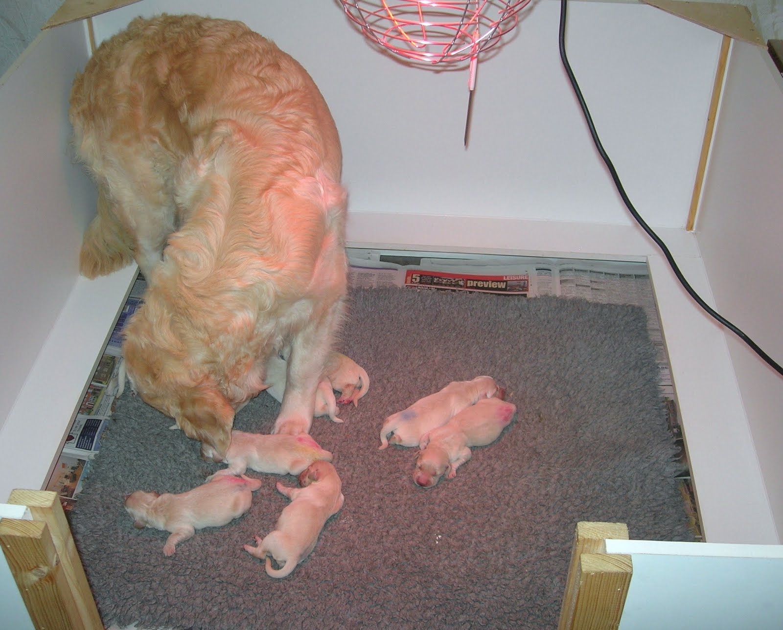 Amistadleal Golden Retrievers: Clean Whelping Box and a cuddle